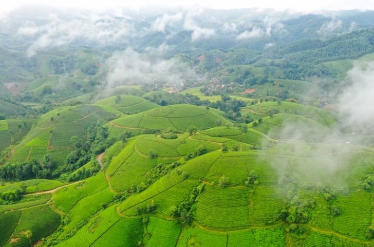 Đồi chè Long Cốc có gì? Khám phá tuyệt tác thiên nhiên giữa mây trời